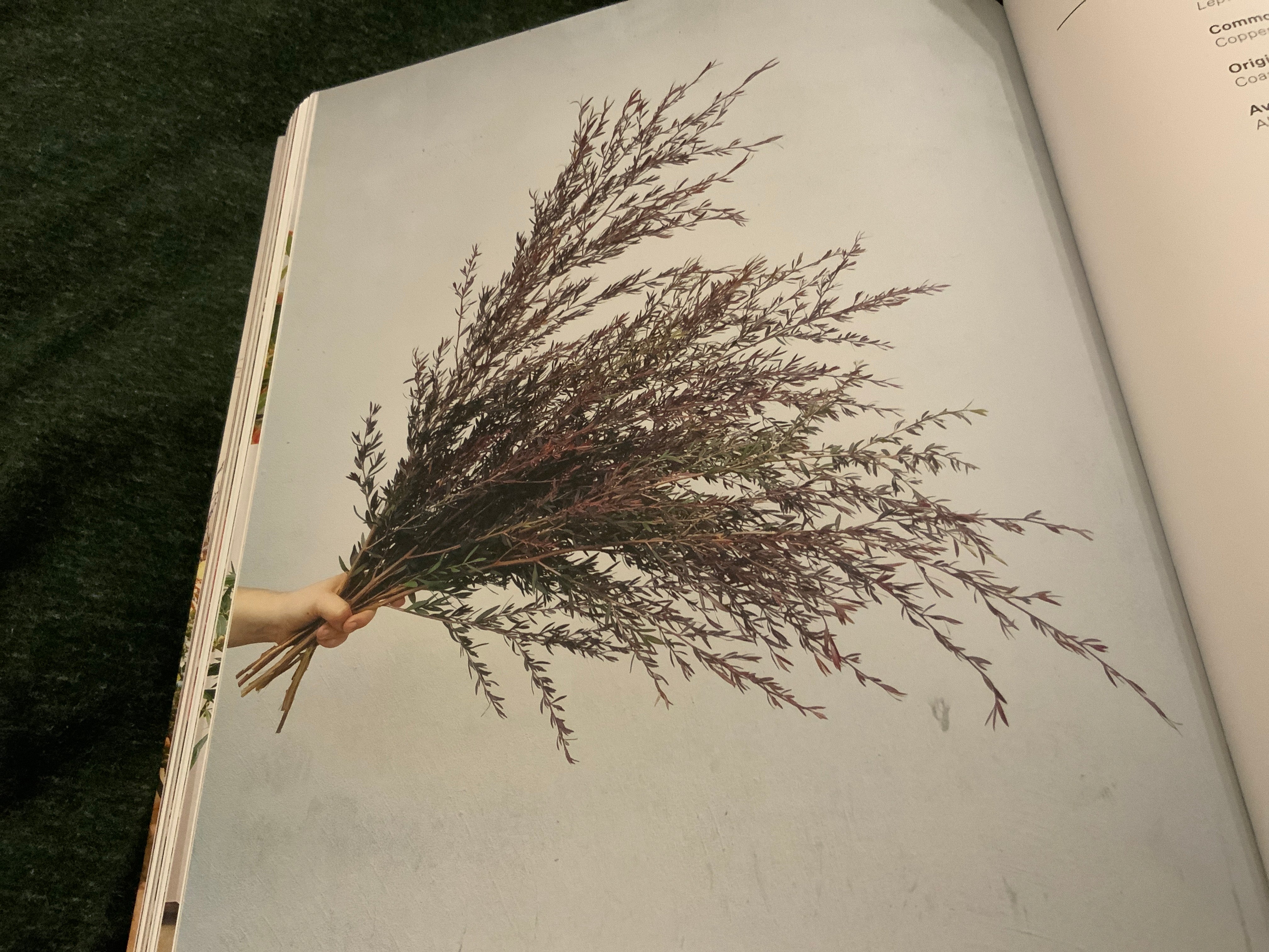 Cooper Glow – ASFLEUR & CO